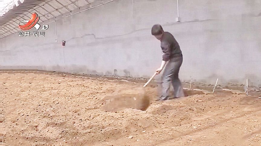 温室大棚种蔬菜,农药残留易超标,可采取这三类非化学防治措施