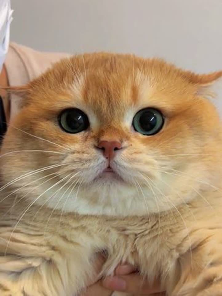 喵呜~哒哒哒哒哒哒,啦啦啦啦啦啦!-#猫咪 #金渐层 #萌宠出道计划 #谁...