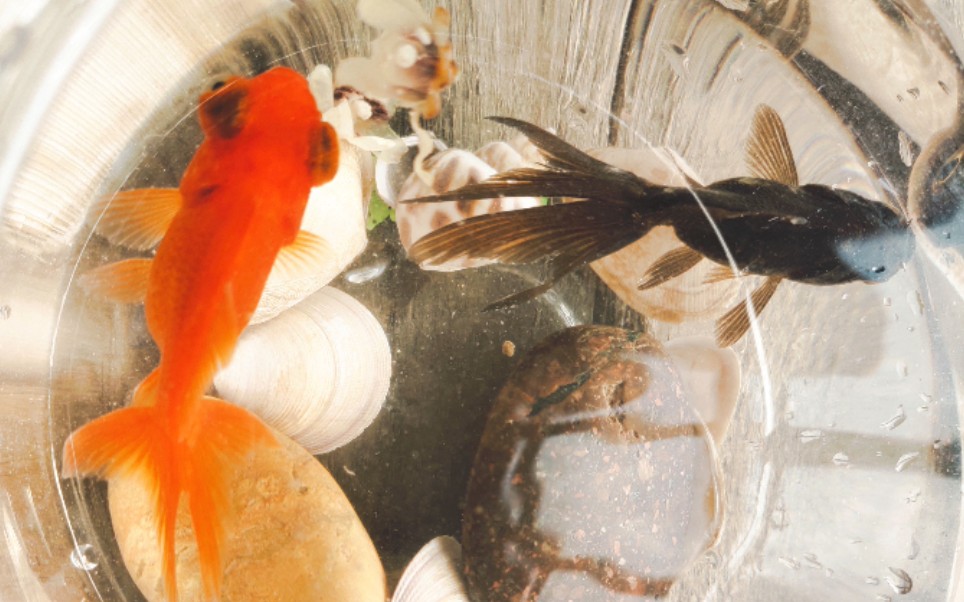 【小金鱼的快乐生活】