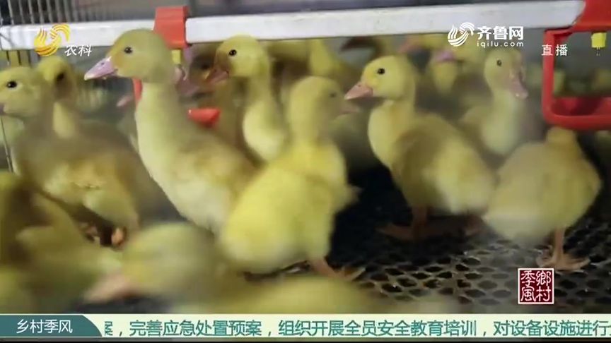 乡村季风:新泰市畜禽养殖户实现现代化管理,打赢防疫攻坚战