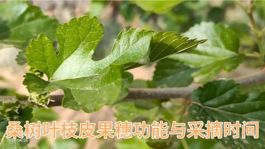 桑树全身都是宝,桑叶丶树枝丶树根皮丶果穗它的功能和采摘时间…