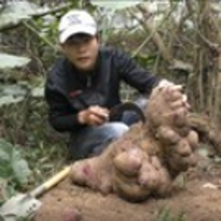 三农深仔