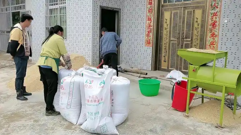 机械化入农村,新型电风车分离稻谷方便快速,半个小时车了8袋
