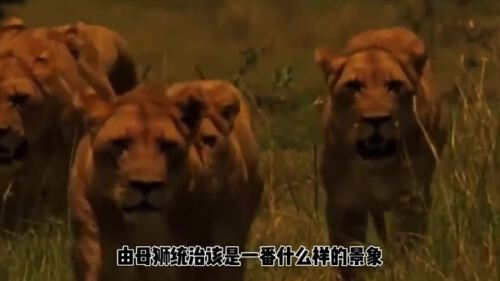 狮王死后母狮效仿武则天