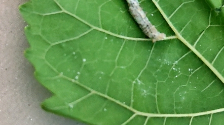 捕捉到一只蜕皮的蚕宝宝