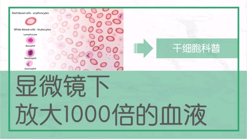 显微镜下放大1000倍的血液,神奇的人体微观世界!