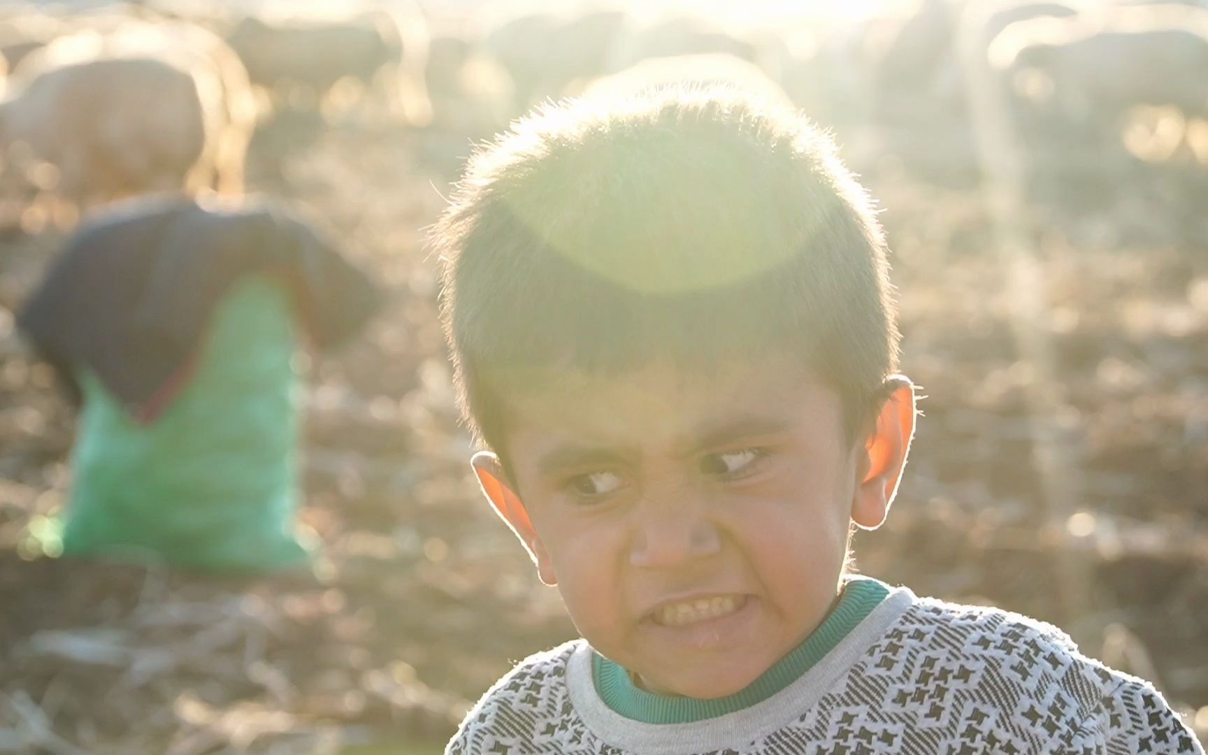 六哥走世界:伊朗土豆农场大丰收了,小土豆所有人可以免费捡
