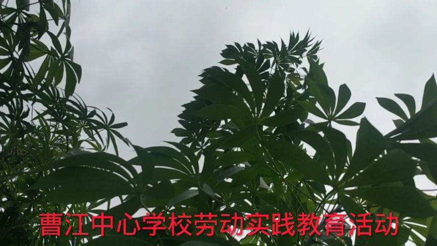 曹江中心学校劳动实践教育活动