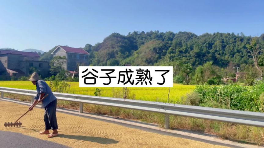 【第二集】为什么富硒大米比普通大米贵?#稻谷熟了