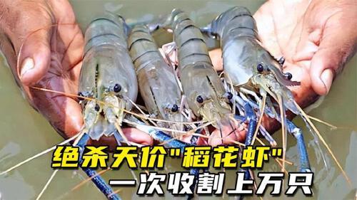 天价稻花虾养殖非常简单,一次收割上万只,比炸鱼还壮观!