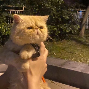 颜扬Leo 