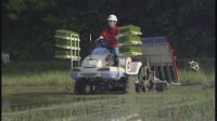 日本水稻种植:从耕地、插秧、收割、烘干到大米加工,全程机械化