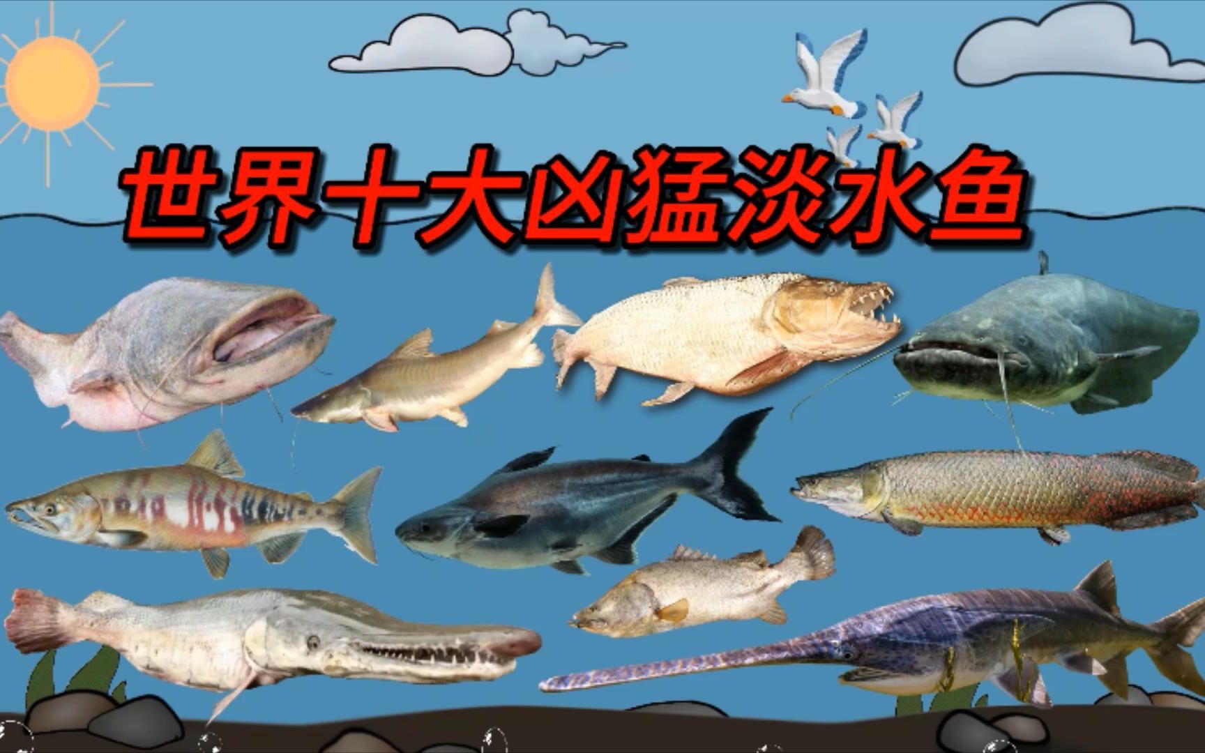 盘点世界十大凶猛淡水鱼,你见过几种?