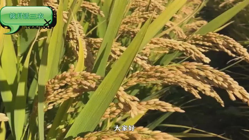 一季水稻孕穗期田间管理,高温下如何才能高产?农民需注意3方面