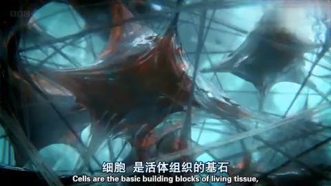 每个人体内的细胞与病毒震撼战斗。