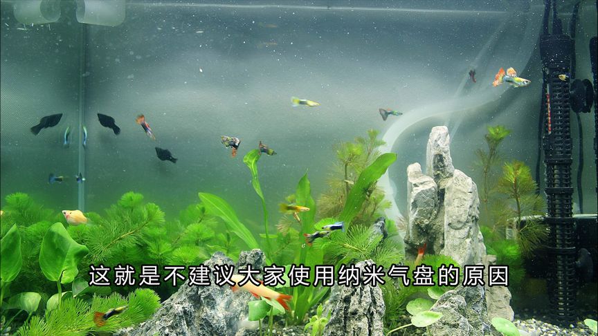 新手轻松养金鱼-鱼缸增氧泵使用不当直接导观赏鱼生病