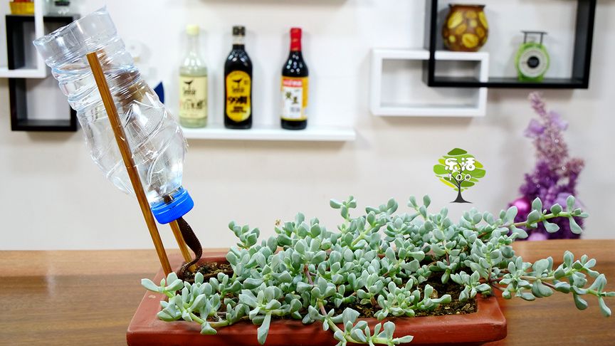 用塑料瓶做个自动浇水器,再也不怕出门以后绿植没人浇水了