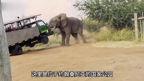 暴躁大象撞翻卡车