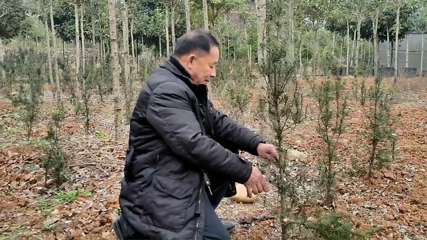 乔木灌木可以随意调节?老杨讲解树形区别,不同树形适应不同市场