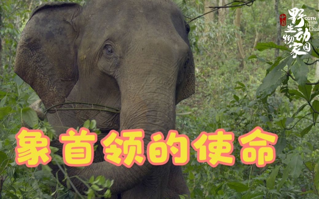 CGTN8K纪录片《中国:野生动物家园》碎剪片段7:象首领的使命