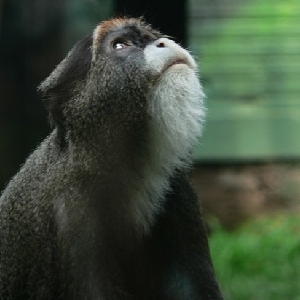 在海里泡澡的熊 