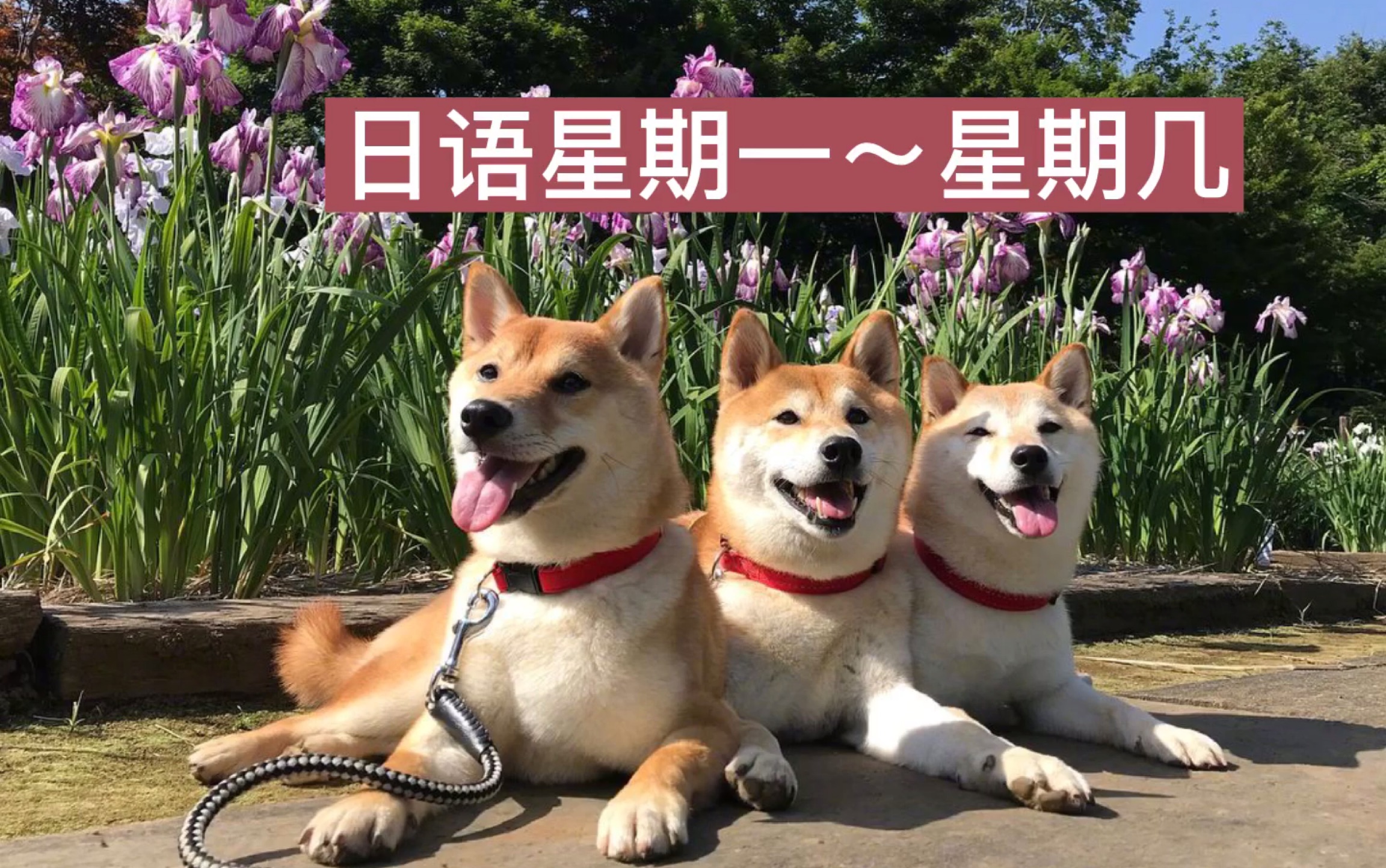 教你用日语表达「星期一～星期天」