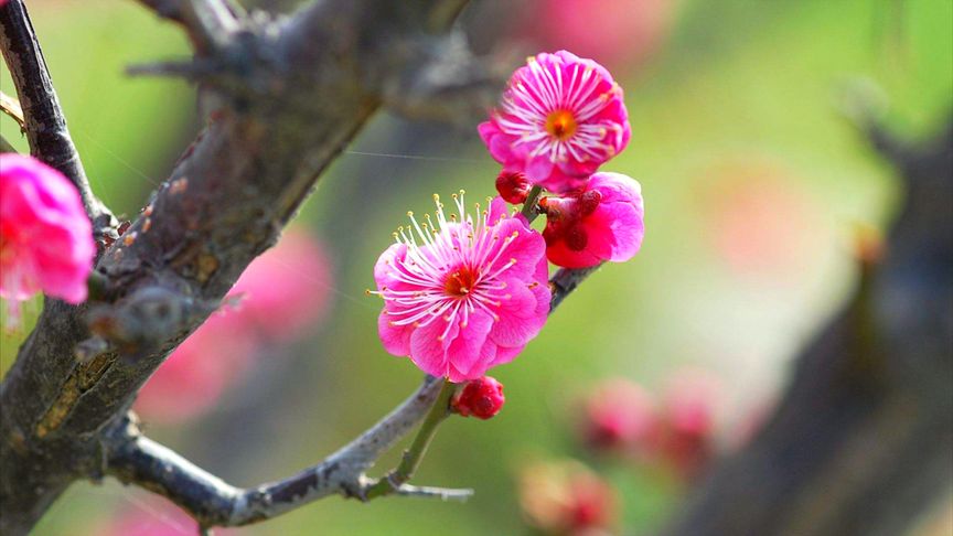催眠曲静心纯音乐《红梅花开》花开淡墨痕，美极了