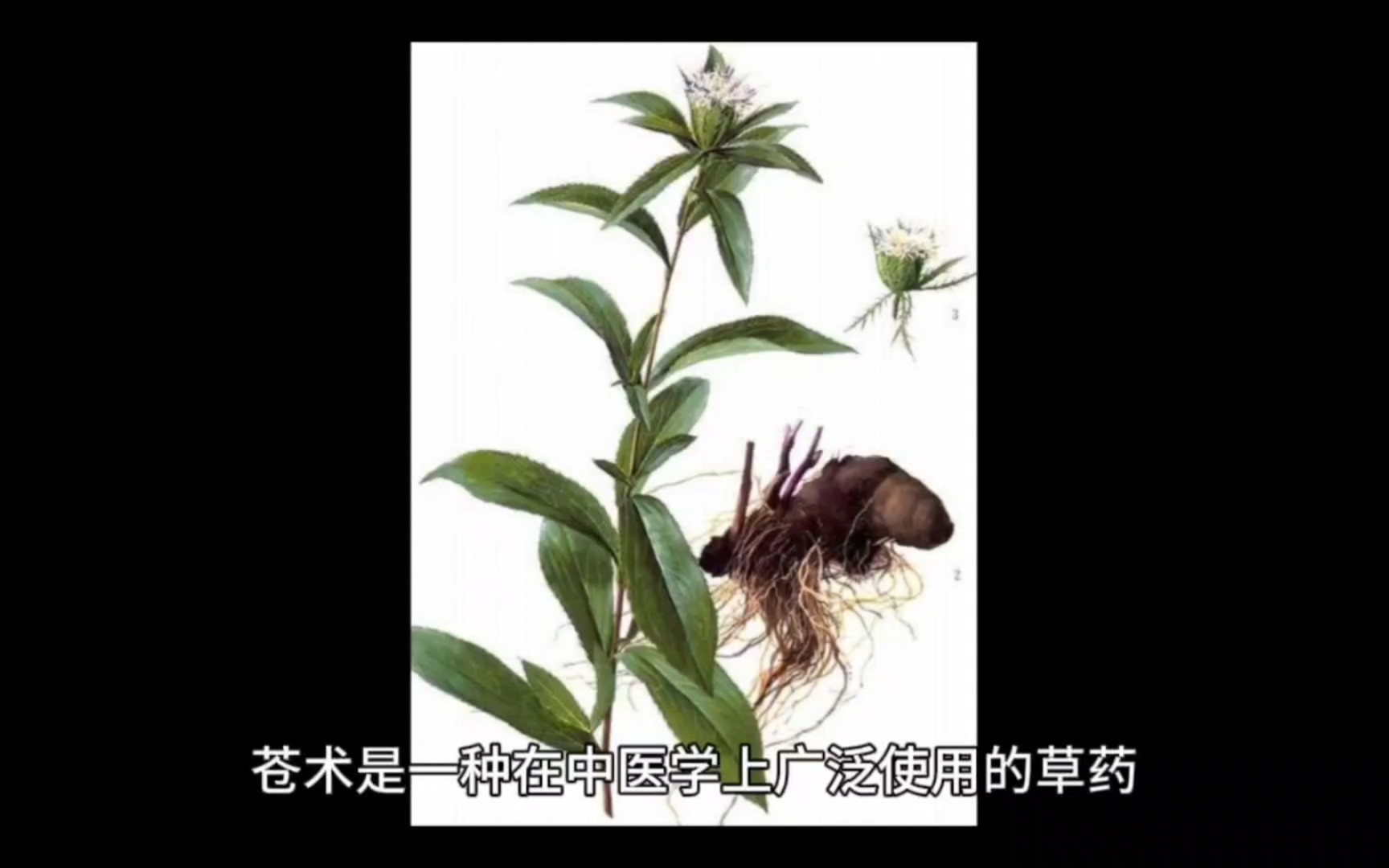 苍术的功效你知道多少