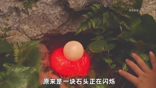 男孩发现一枚蛋,居然孵化出了小乌龟,并且生长速度极快