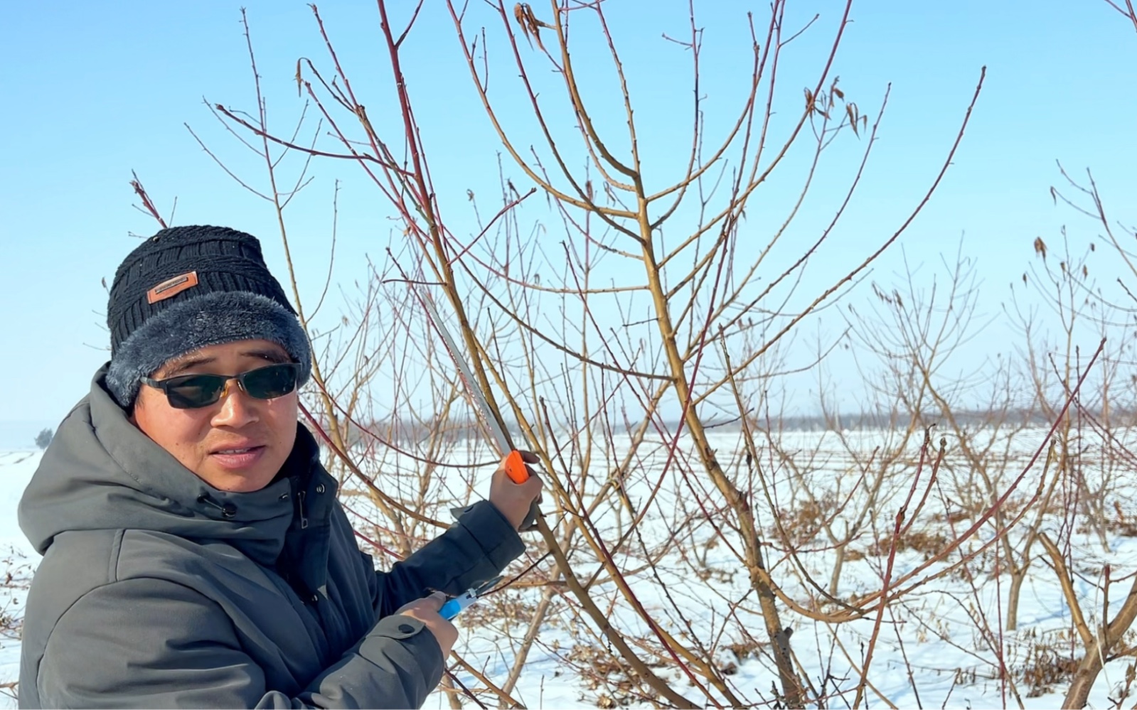 桃树管理方法分享