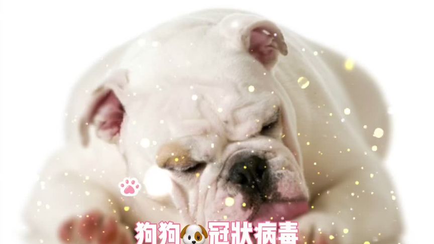 狗狗冠状病毒!关注我哦!#萌宠 #家有萌宠 #上热门
