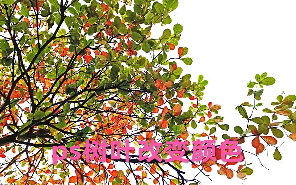 ps 快速给树叶改变颜色 春夏秋冬的树叶颜色 想怎么变就怎么变