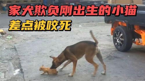 一只家犬街头欺负刚出生的小猫,可怜的小猫几乎差点被咬死