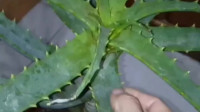 芦荟的正确吃法!