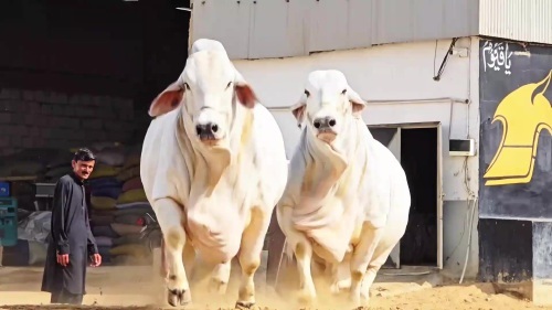 世界上最大的牛,结局却令人唏嘘,这是为什么呢