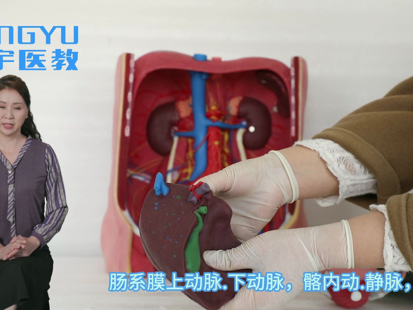 人体腹腔干软硅胶解剖模型产品,医学模型生产厂家洪宇医教