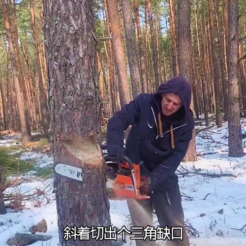 第一次见,老外竟然这样砍树