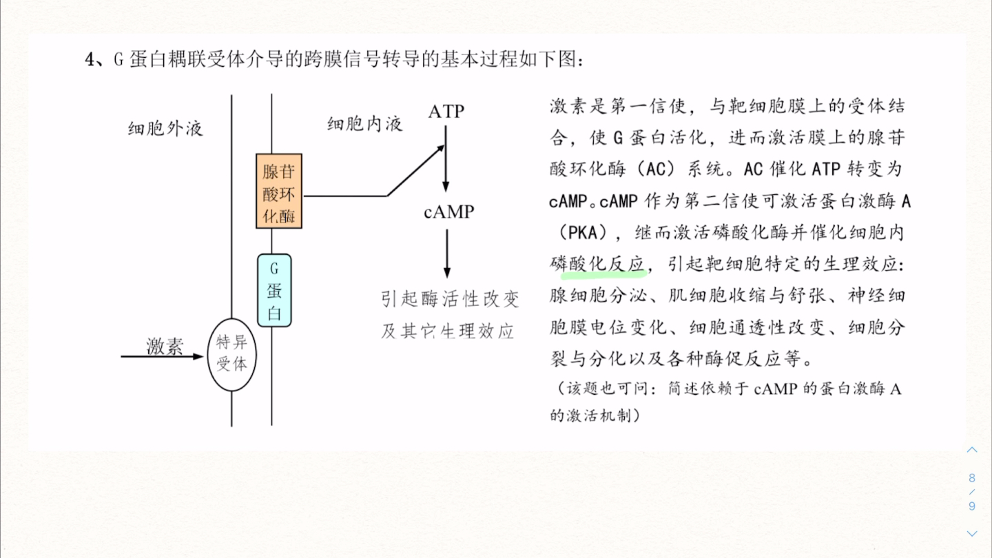 一分钟学会,必背知识点G蛋白耦联受体介导的跨膜信号转导过程