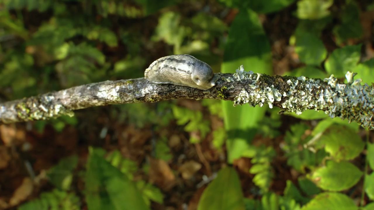 探索实时渲染的极限效果