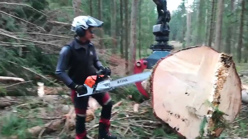 森林深处砍伐树木,需要一个技术好的工人,非常重要,效率高很多