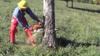 外国小伙介绍的超安全伐木方法,妈妈再也不用担心我砍树被砸到了