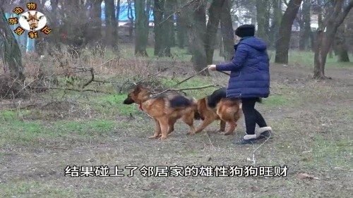 这只狗狗太可爱了!公园里霸道小家伙对美女狗狗的死缠烂打,主人也...