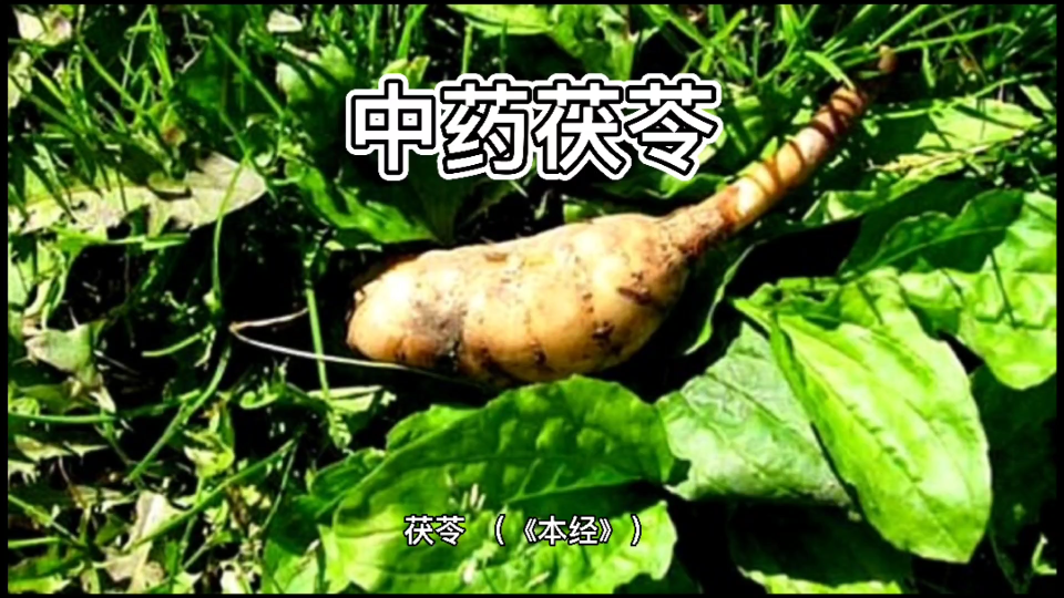 传承本草文化,一起学习茯苓功效