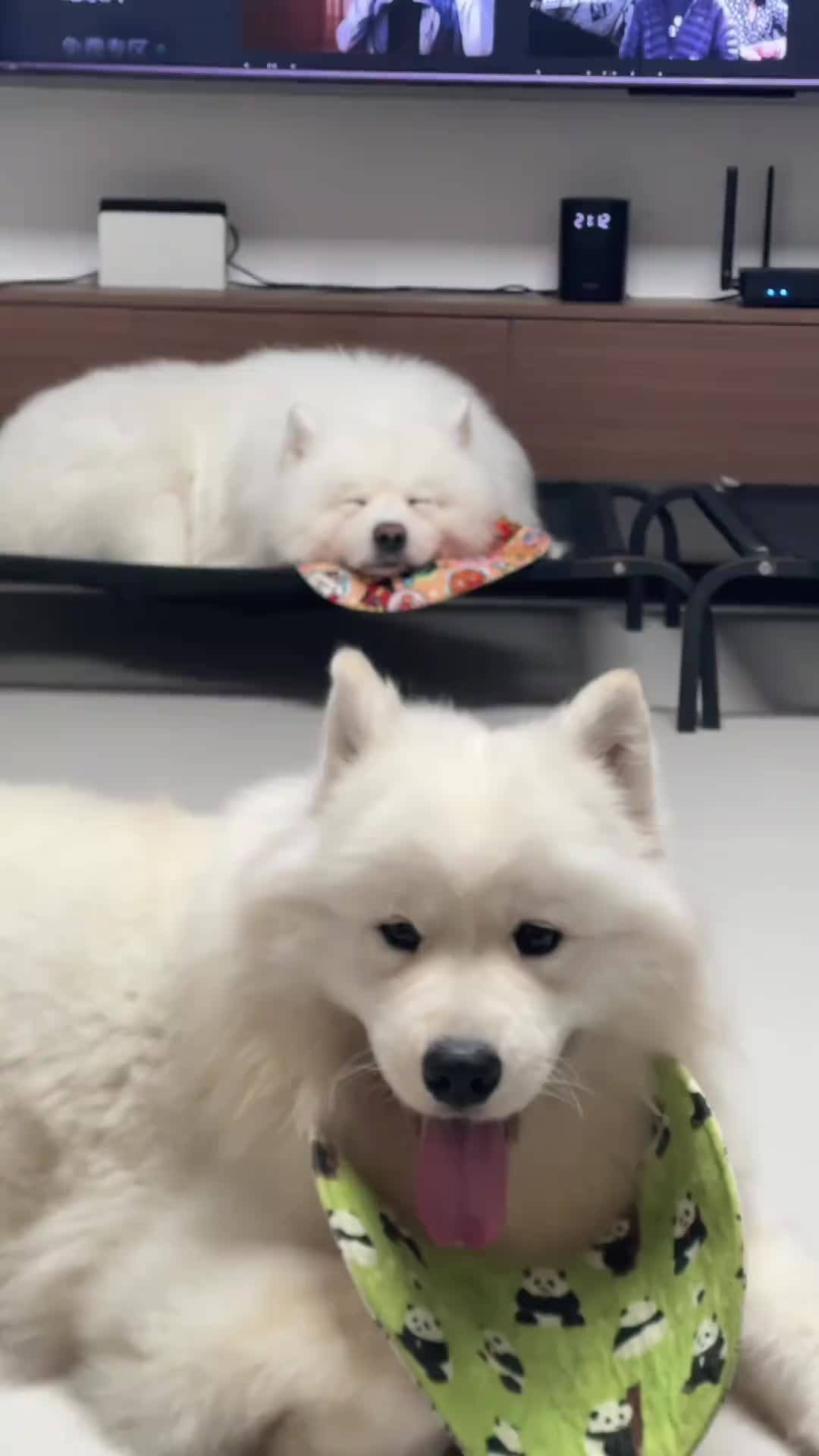 每只小狗都长的不一样