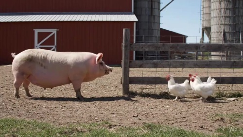 猪打架了,结果躺地上哭