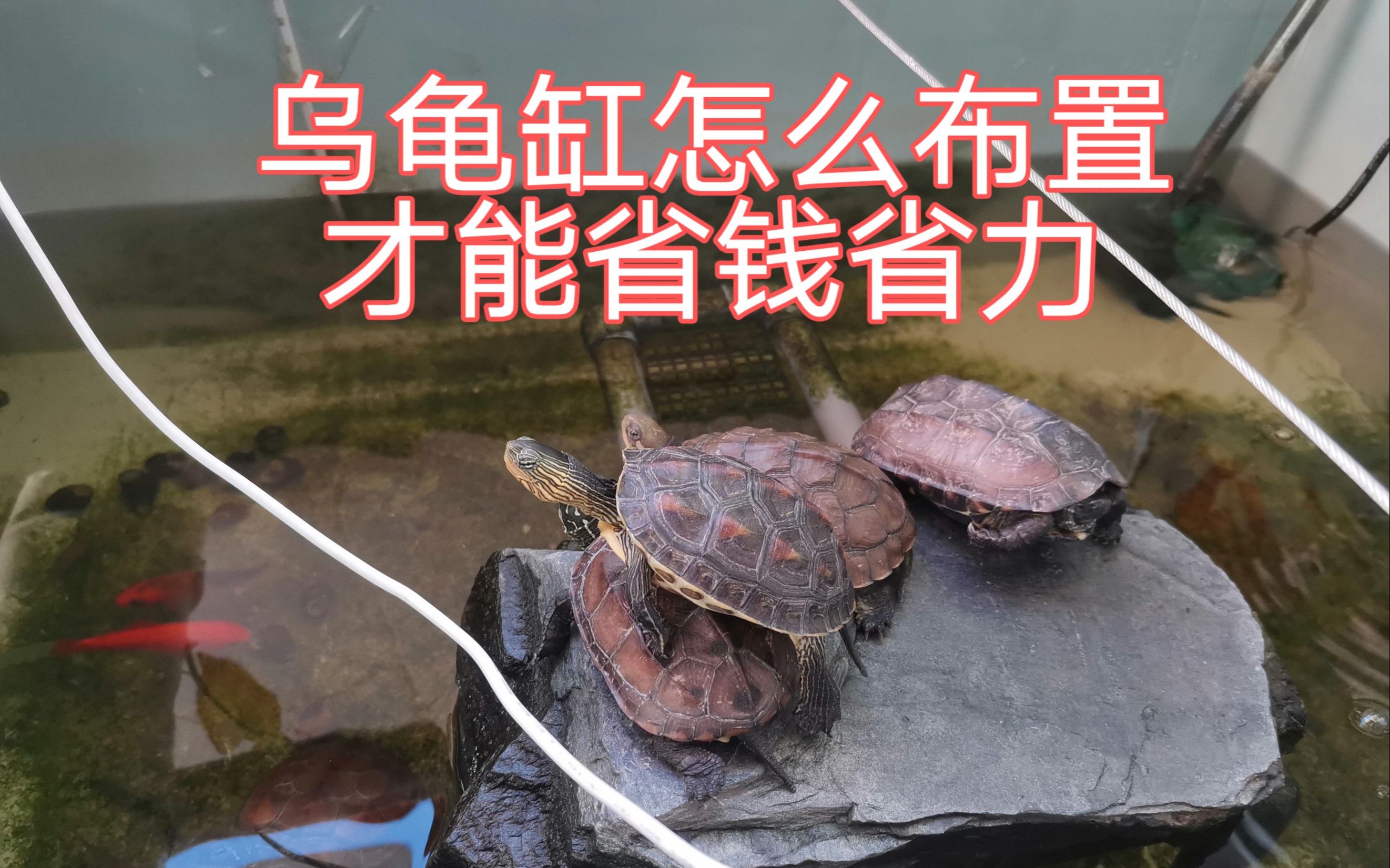 乌龟缸如何布置,让龟龟生活舒坦,让主人不用操心,两种养龟思路分享