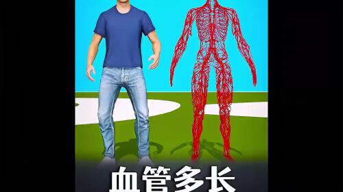 你知道人体血管到底有多长吗?