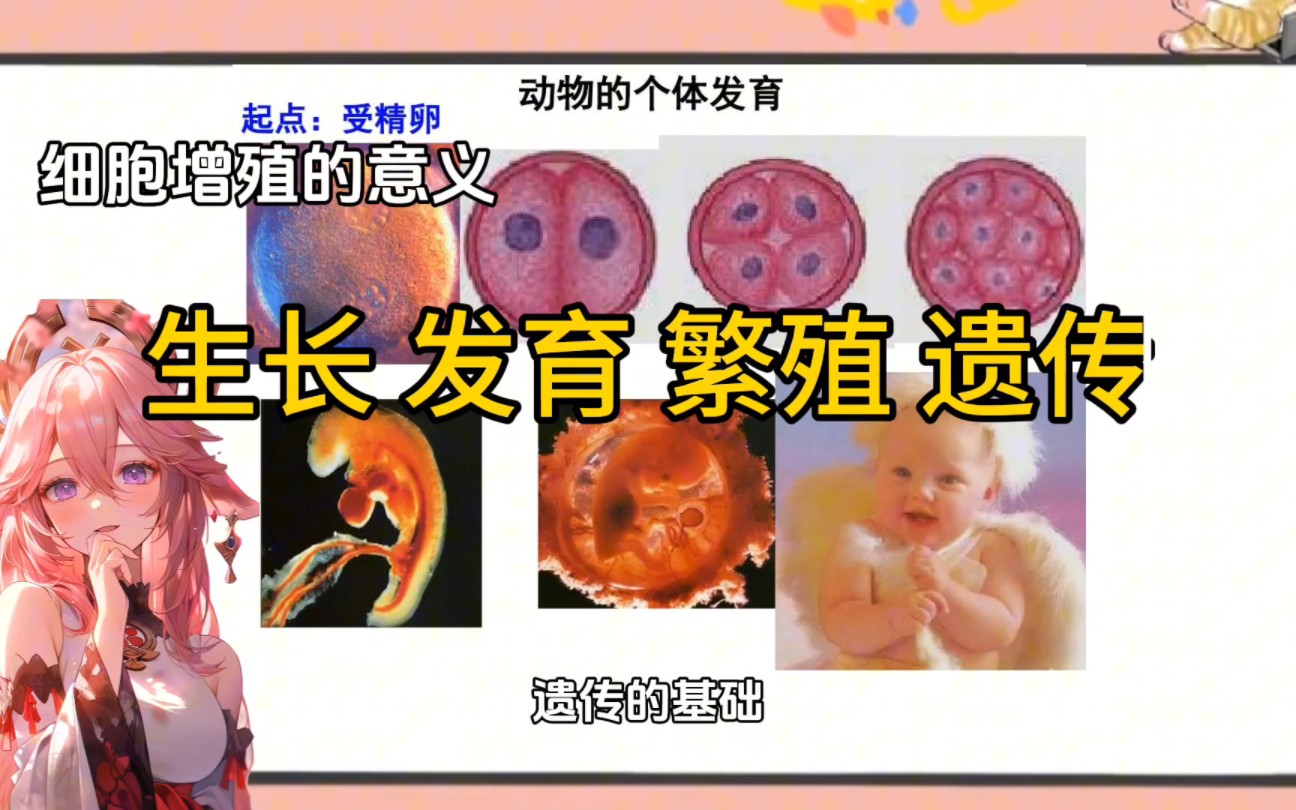 细胞的增殖,生命成长的重要过程。