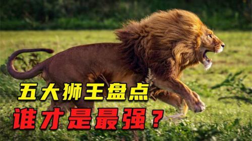 盘点5位传奇狮王!论排名老一的狮王,绝对实至名归
