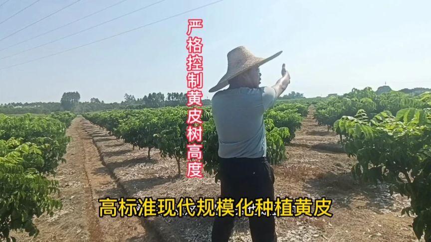 带您重新认识黄皮种植行业,矮化式管理,摘黄皮与摘菜一样轻松
